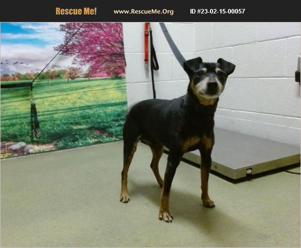 ADOPT 23021500057 ~ Miniature Pinscher Rescue ~ Moreno Valley, CA