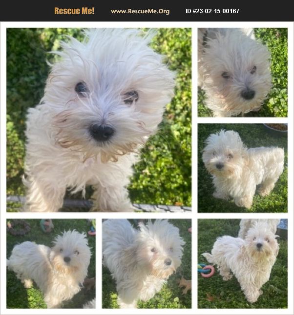ADOPT 23021500167 ~ Maltese Rescue ~ Miami, OK