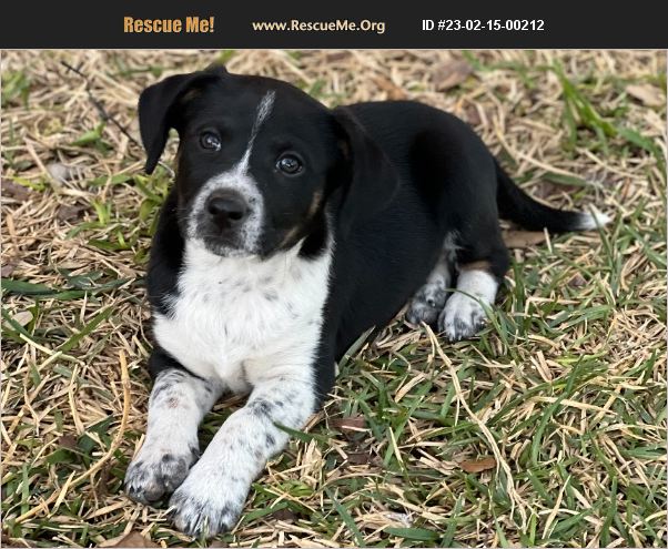 ADOPT 23021500212 ~ Corgi Rescue ~ San Antonio, TX