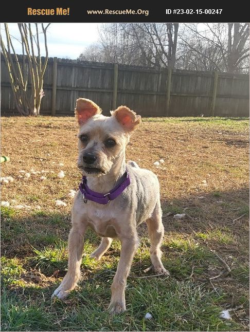 ADOPT 23021500247 ~ Yorkie Rescue ~ Sophia, NC