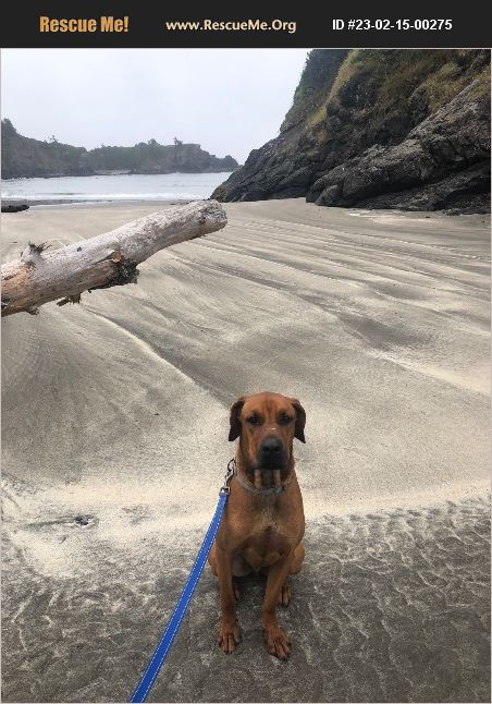 ADOPT 23021500275 ~ Rhodesian Ridgeback Rescue ~ Smith River, CA