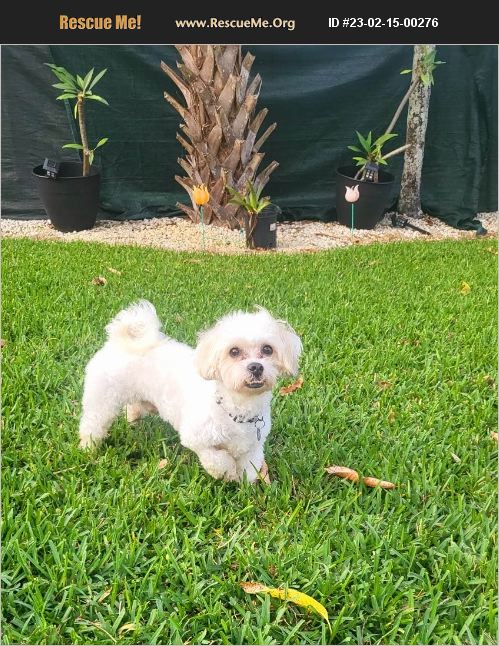 ADOPT 23021500276 ~ Poodle Rescue ~ Plantation, FL