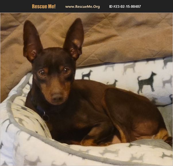 ADOPT 23021500407 ~ Miniature Pinscher Rescue ~ Oceanside, CA