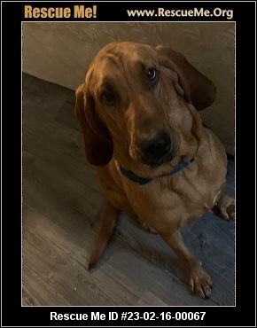 - Texas Bloodhound Rescue - ADOPTIONS - Rescue Me!