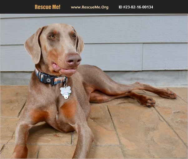 ADOPT 23021600134 ~ Doberman Pinscher Rescue ~ Phoenixville, PA