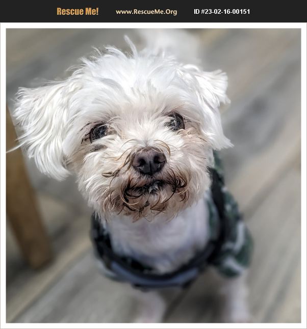 ADOPT 23021600151 ~ Maltese Rescue ~ Tavares, FL