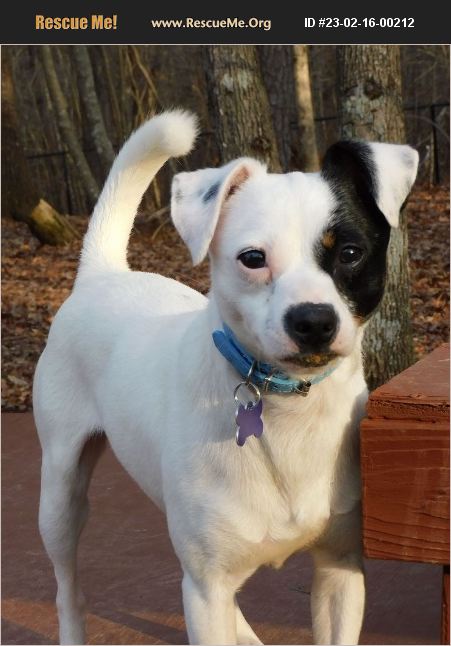 ADOPT 23021600212 ~ Rat Terrier Rescue ~ Cookeville, TN