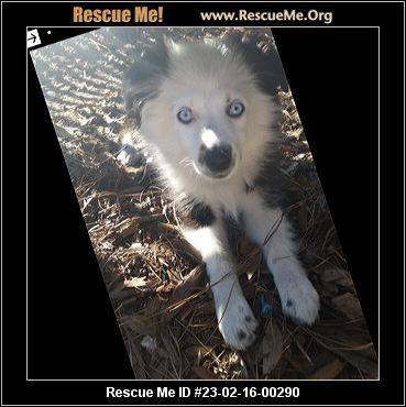 - Florida Australian Shepherd Rescue - ADOPTIONS - Rescue Me!