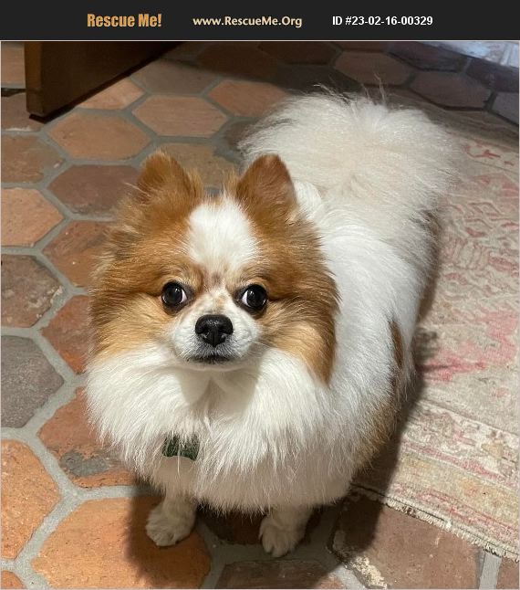 ADOPT 23021600329 ~ Pomeranian Rescue ~ Galveston, TX