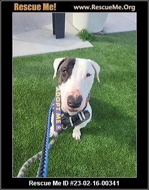 - Arizona Bull Terrier Rescue - ADOPTIONS - Rescue Me!