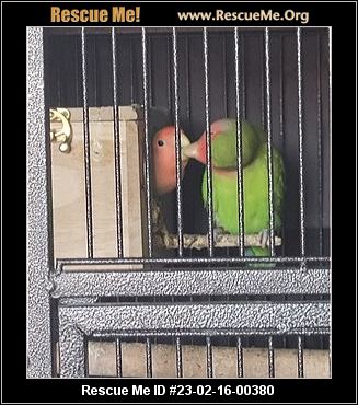- Washington Pet Bird Rescue - ADOPTIONS - Rescue Me!