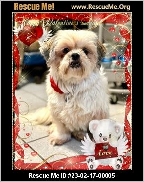 - California Lhasa Apso Rescue - ADOPTIONS - Rescue Me!