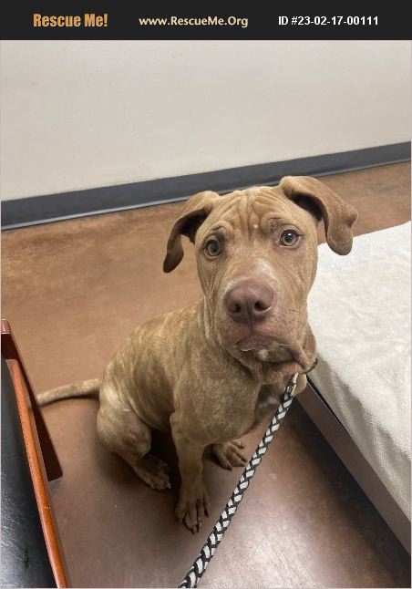 ADOPT 23021700111 ~ Mastiff Rescue ~ Westminster, CA