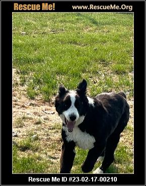 - Idaho Dog Rescue - ADOPTIONS - Rescue Me!