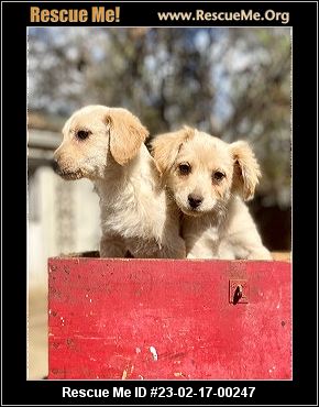 - California Maltese Rescue - ADOPTIONS - Rescue Me!