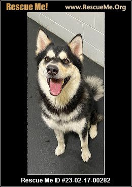 - Alaska Dog Rescue - ADOPTIONS - Rescue Me!
