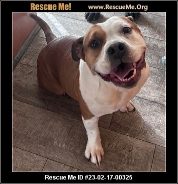 - California American Bulldog Rescue - ADOPTIONS - Rescue Me!