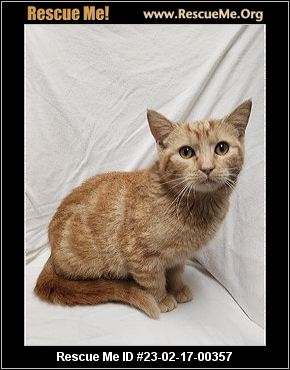 - California Cat Rescue - ADOPTIONS - Rescue Me!