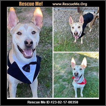 - Connecticut Dog Rescue - ADOPTIONS - Rescue Me!