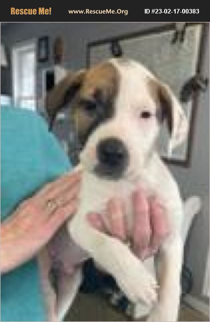 ADOPT 23021700383 ~ Boxer Rescue ~ Dalton, GA