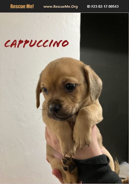 ADOPT 23021700543 ~ Chihuahua Rescue ~ Eugene, OR