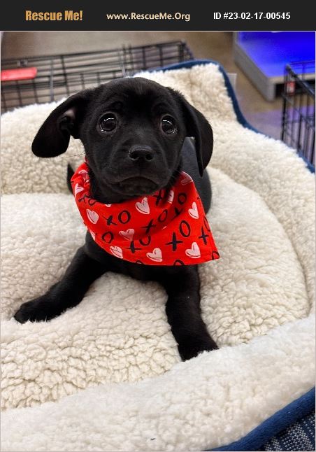 ADOPT 23021700545 ~ Chihuahua Rescue ~ Eugene, OR