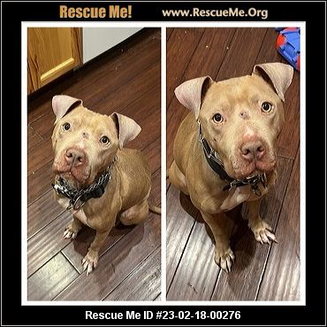 - Louisiana Dog Rescue - ADOPTIONS - Rescue Me!