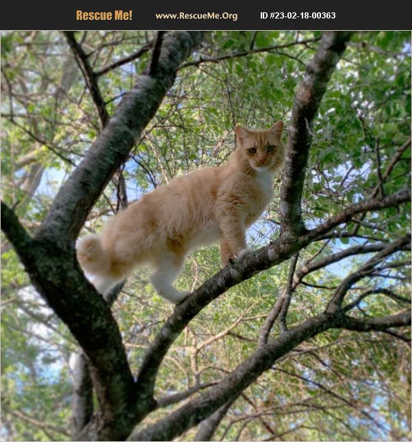 ADOPT 23021800363 ~ Domestic Cat Rescue ~ Independence, VA