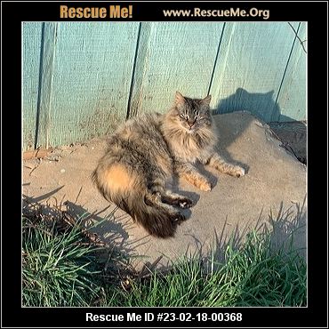 - Virginia Cat Rescue - ADOPTIONS - Rescue Me!