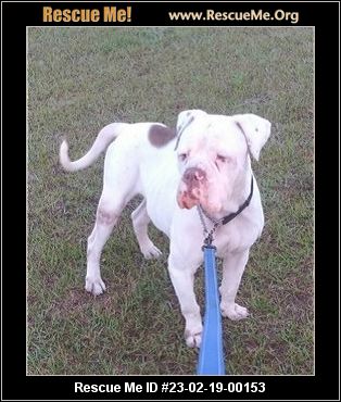 - Florida Boxer Rescue - ADOPTIONS - Rescue Me!