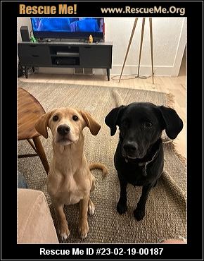 - Washington Lab Rescue - ADOPTIONS - Rescue Me!