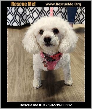 - Florida Poodle Rescue - ADOPTIONS - Rescue Me!