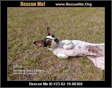 - Australia Fox Terrier Rescue - ADOPTIONS - Rescue Me!
