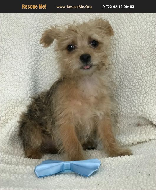 ADOPT 23021900483 ~ Yorkie Rescue ~ Montclair, CA