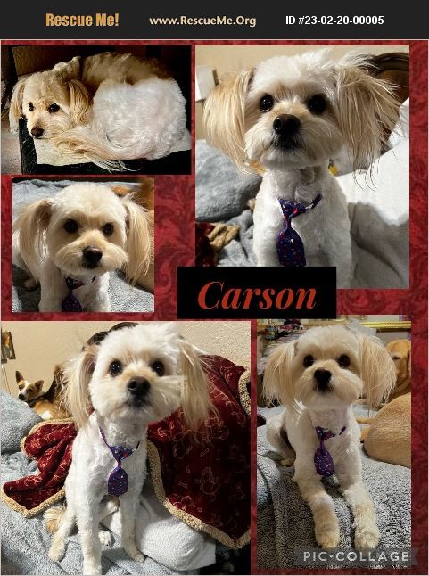 ADOPT 23022000005 ~ Maltese Rescue ~ Lake Havasu City, AZ