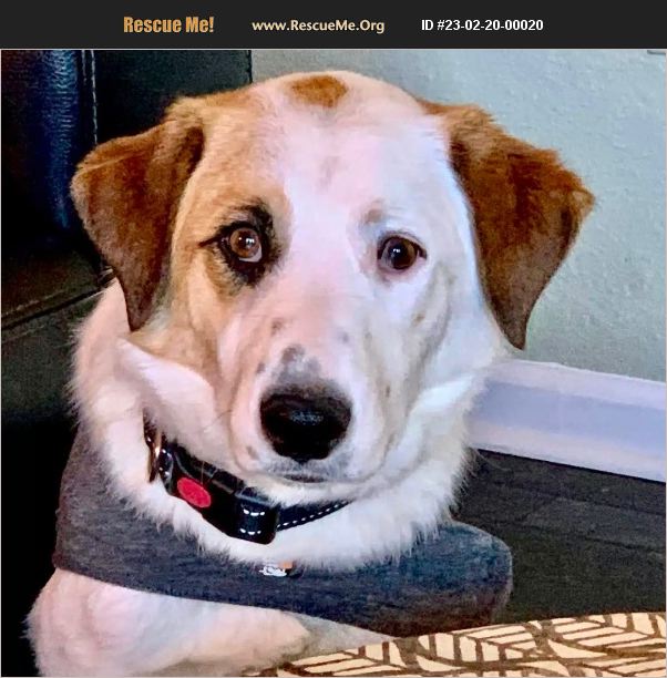 ADOPT 23022000020 ~ Australian Shepherd Rescue ~ Mead, CO