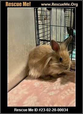 - Illinois Rabbit Rescue - ADOPTIONS - Rescue Me!