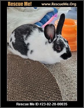 - California Rabbit Rescue - ADOPTIONS - Rescue Me!