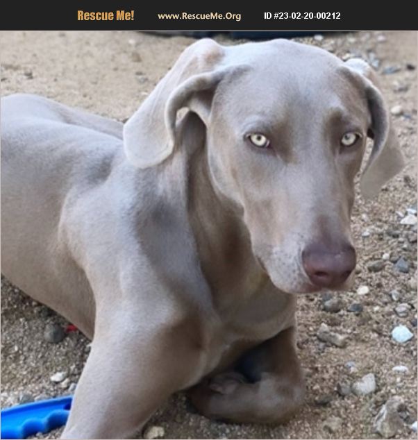ADOPT 23022000212 ~ Weimaraner Rescue ~ Perris, CA