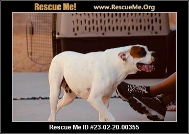 - California American Bulldog Rescue - ADOPTIONS - Rescue Me!