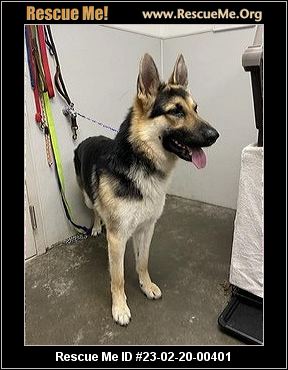 - Texas German Shepherd Rescue - ADOPTIONS - Rescue Me!