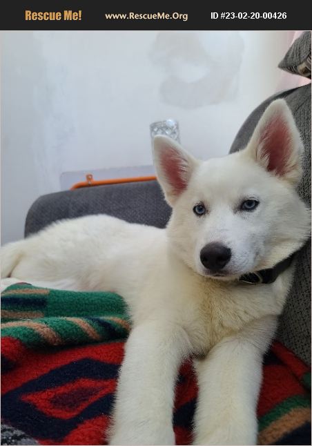 ADOPT 23022000426 ~ Siberian Husky Rescue ~ Muskegon, MI