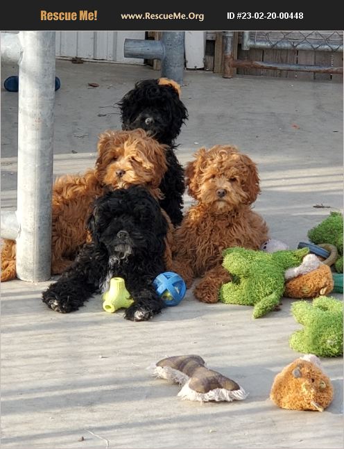 ADOPT 23022000448 ~ Cockapoo Rescue ~ Denver, IN