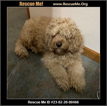 - Ohio Cockapoo Rescue - ADOPTIONS - Rescue Me!
