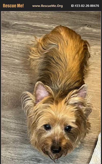 ADOPT 23022000476 ~ Yorkie Rescue ~ WAYNESVILLE, GA