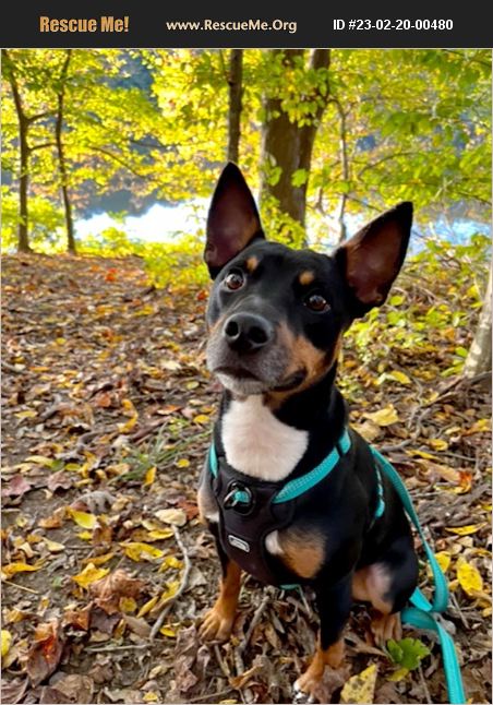 ADOPT 23022000480 ~ Rat Terrier Rescue ~ Rockville, MD