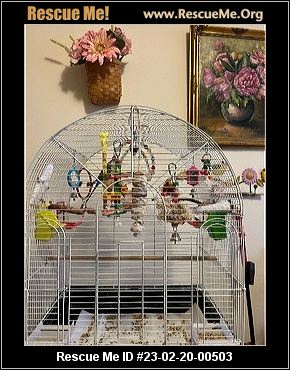 - Washington Pet Bird Rescue - ADOPTIONS - Rescue Me!