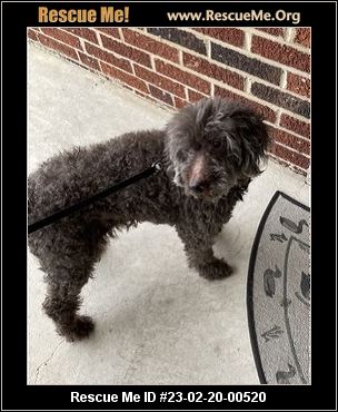 - Pennsylvania Poodle Rescue - ADOPTIONS - Rescue Me!