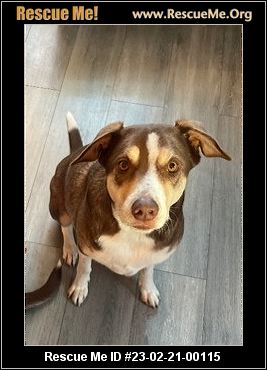 - Minnesota Dog Rescue - ADOPTIONS - Rescue Me!