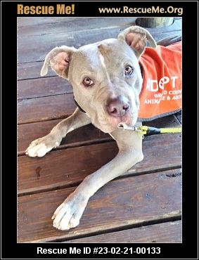 - Florida Pit Bull Rescue - ADOPTIONS - Rescue Me!